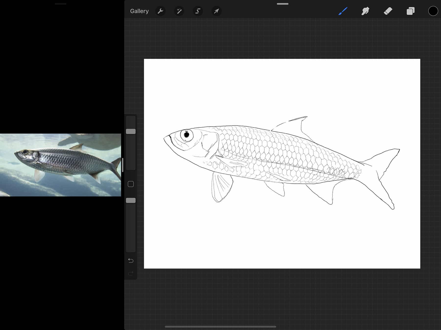 How To Draw A Fish Step by Step Procreate Tutorial | dobbernationLOVES