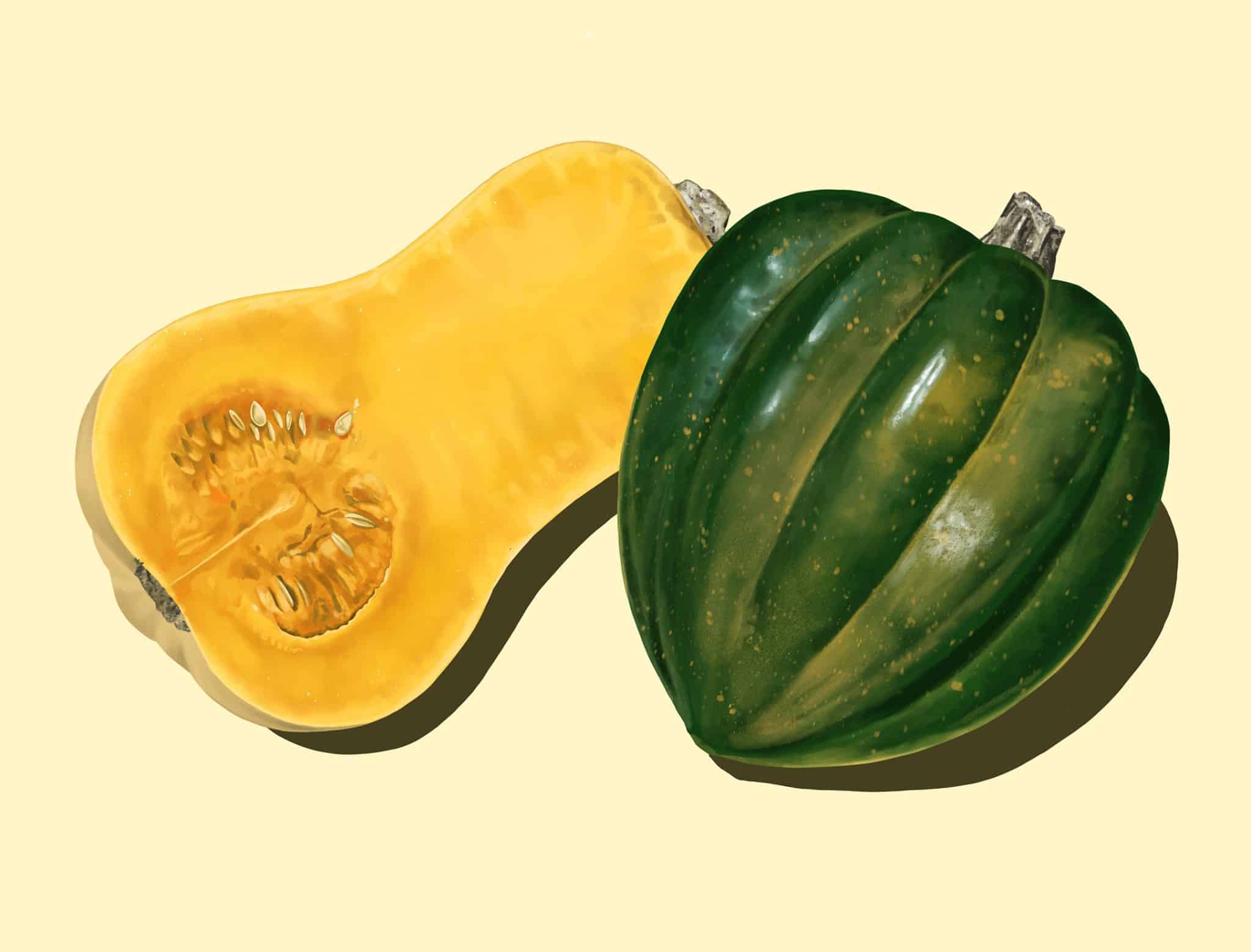 How To Draw Squash Step by Step Procreate Tutorial